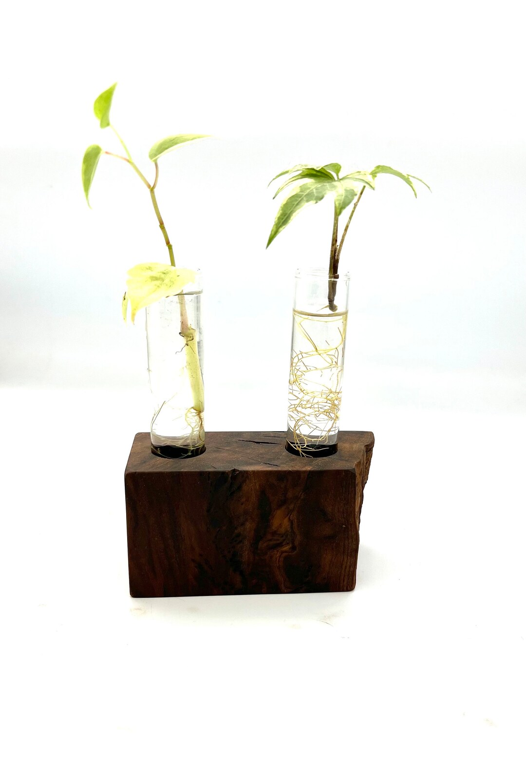 Handmade Wood Vase for Plant Cuttings | Indoor Plant | Wood Vase | Live ...