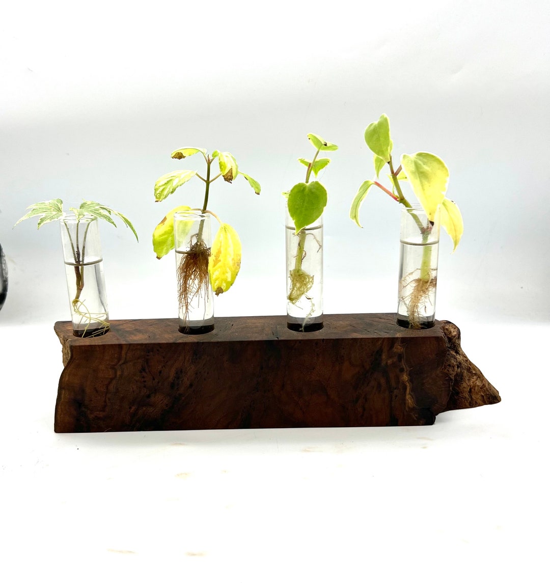 Handmade Wood Vase for Plant Cuttings | Indoor Plant | Wood Vase | Live ...