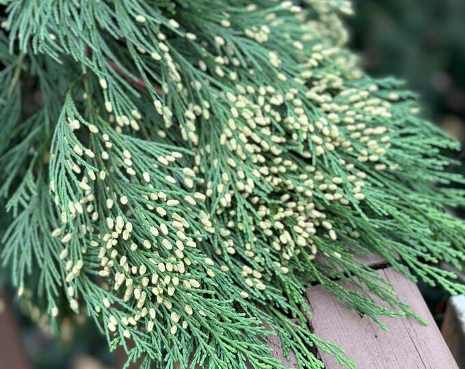 Fresh Incense Cedar Branches, Fresh Cedar Cuttings, Fresh Evergreens ...