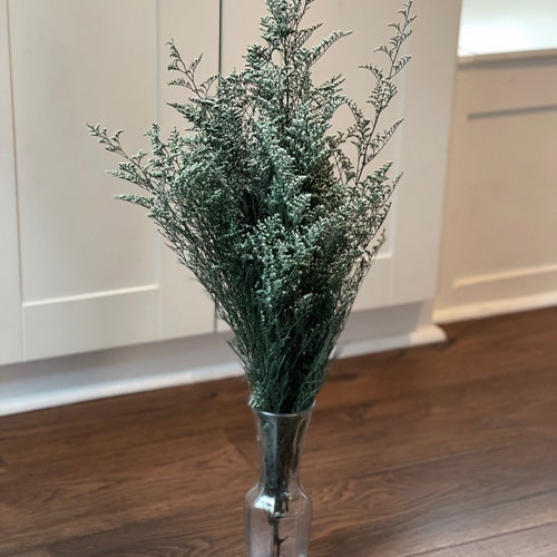 Preserved Dried Caspia Misty Green - Etsy