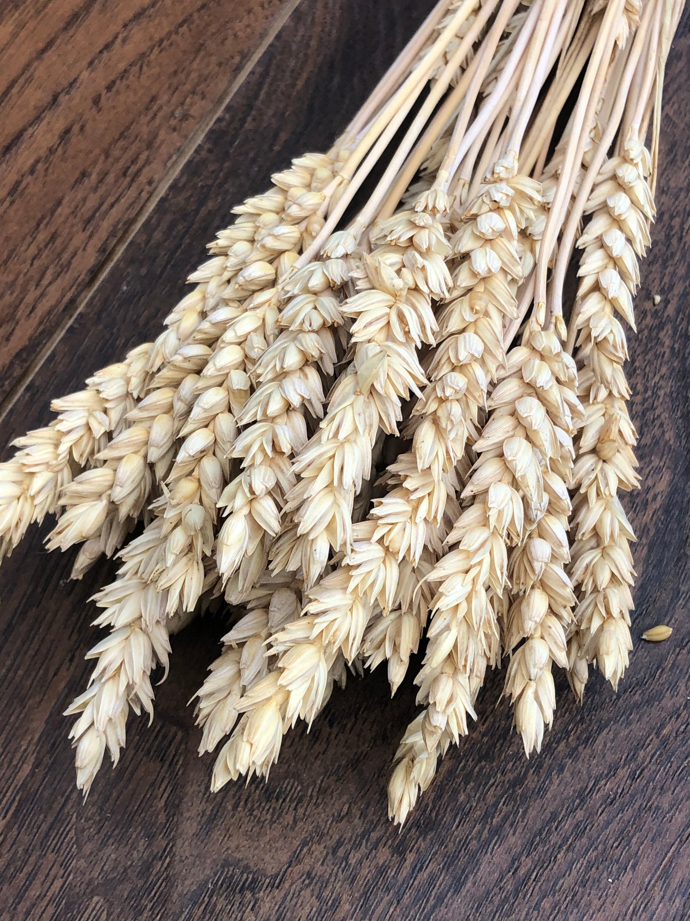 Dried Beardless Wheat Dried Wheat Bunch Gold Wheat Dried - Etsy