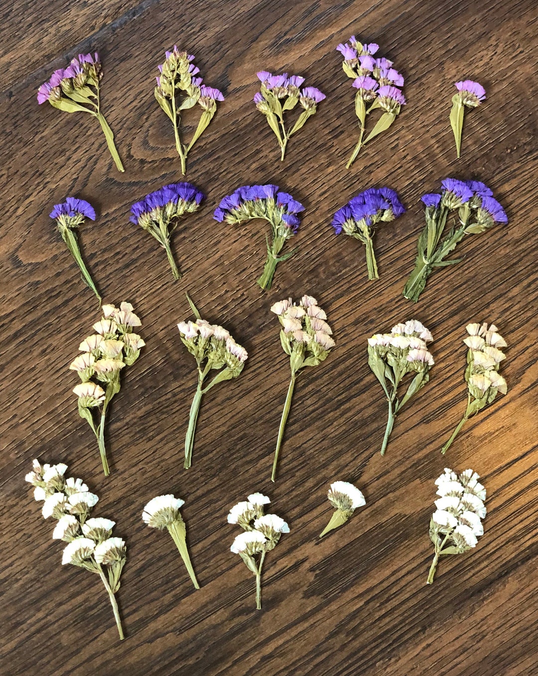 Pressed Statice Flowers, Dried Statice Flowers, Assorted Limonium ...