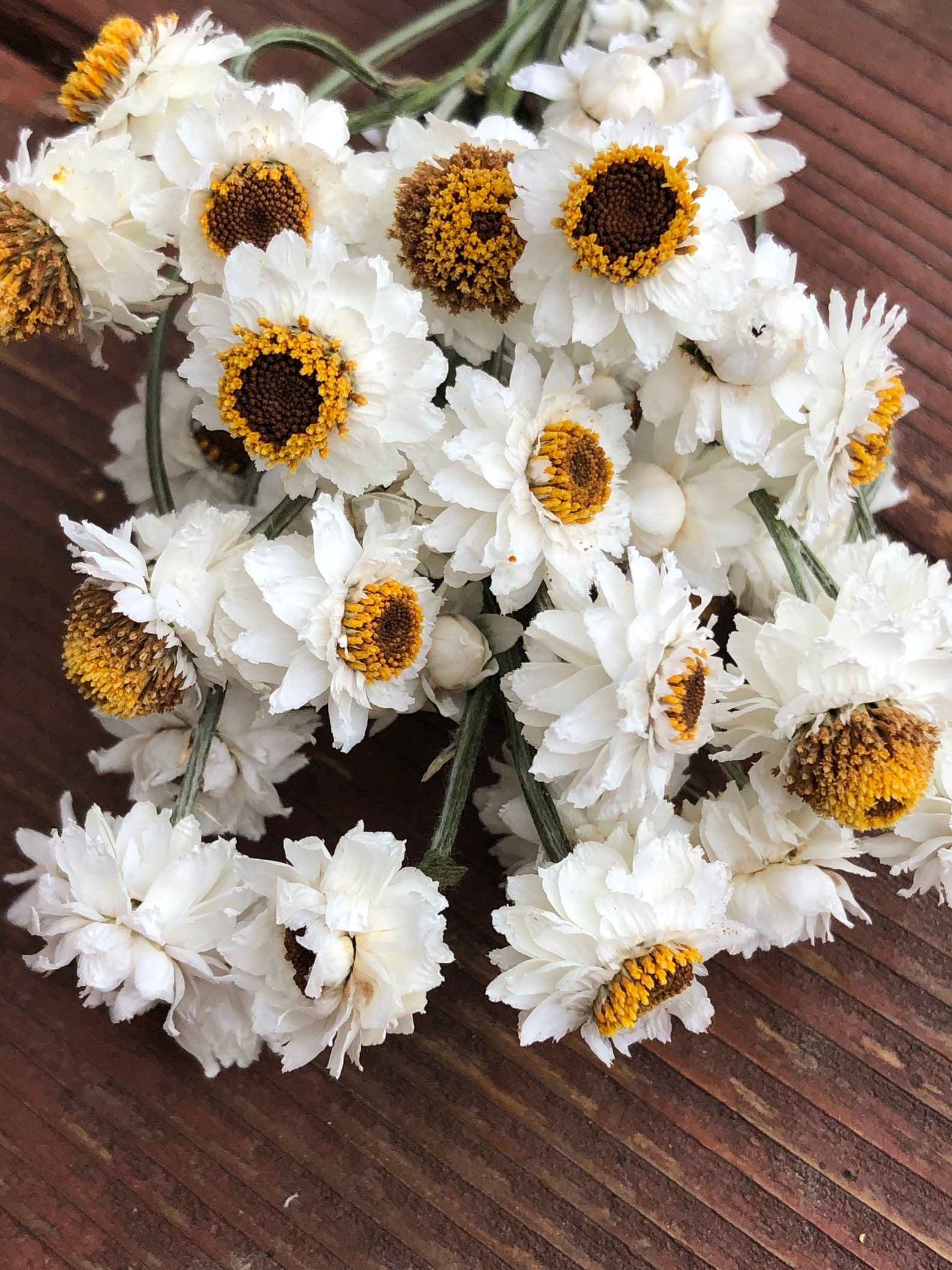 Dried Ammobium Mini Bouquet Dried Mini Daisy Bouquet Gift | Etsy
