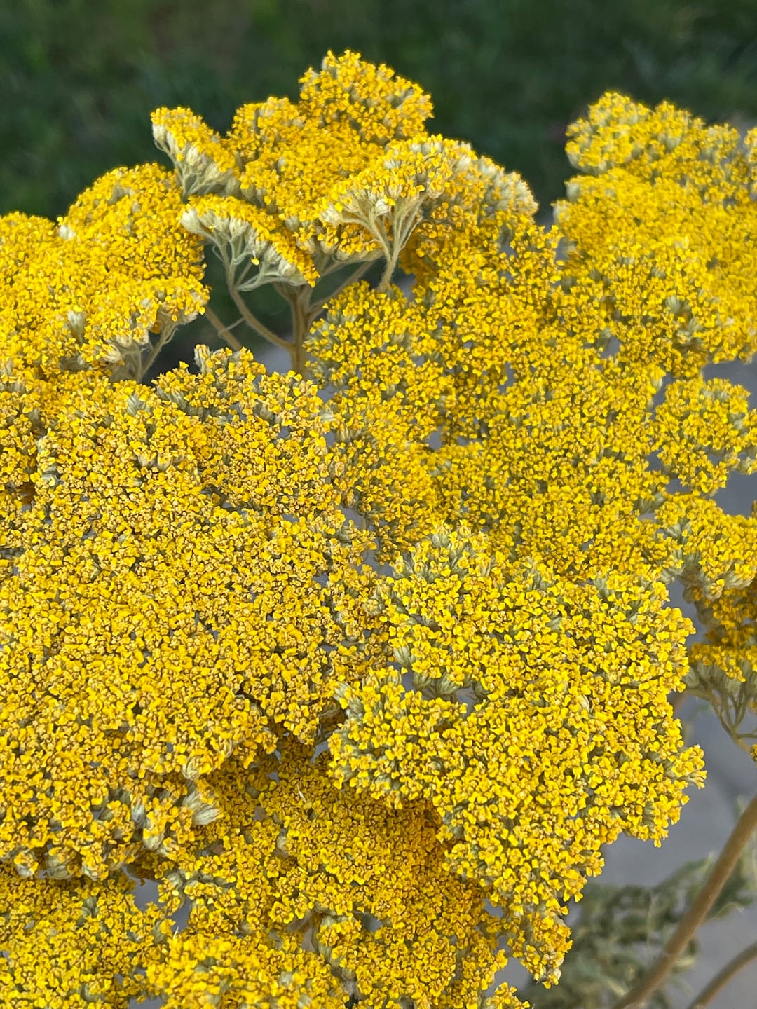 Dried Gold Yarrow, Dried Yellow Yarrow Bunch, Gold Flowers, Yellow ...