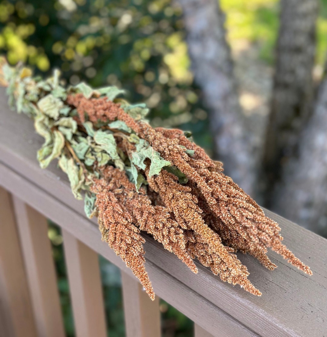 Dried Amaranthus, Copper Dried Amaranth, Golden Amaranthus, Fall ...