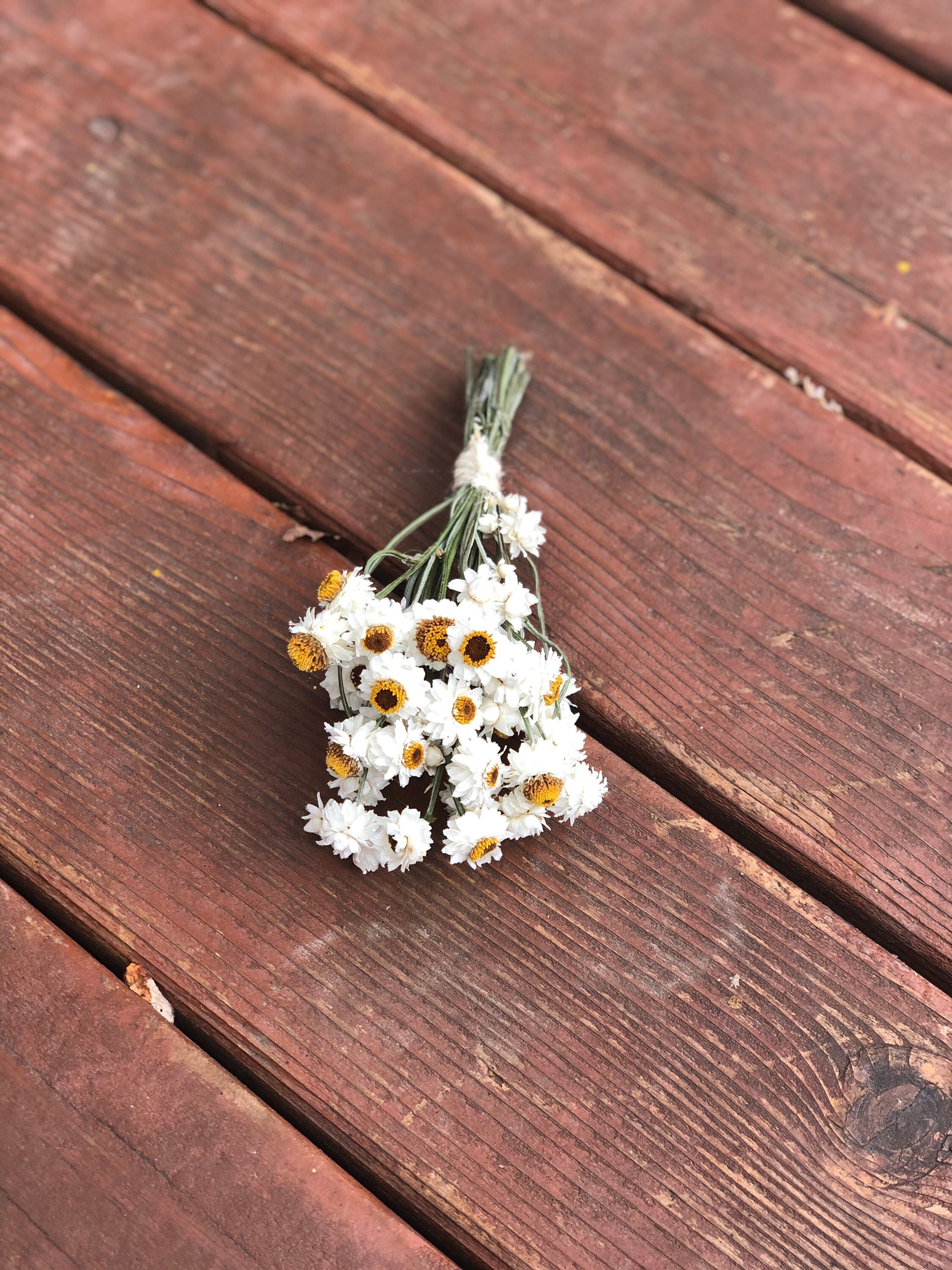 Dried Ammobium Mini Bouquet Dried Mini Daisy Bouquet Gift | Etsy