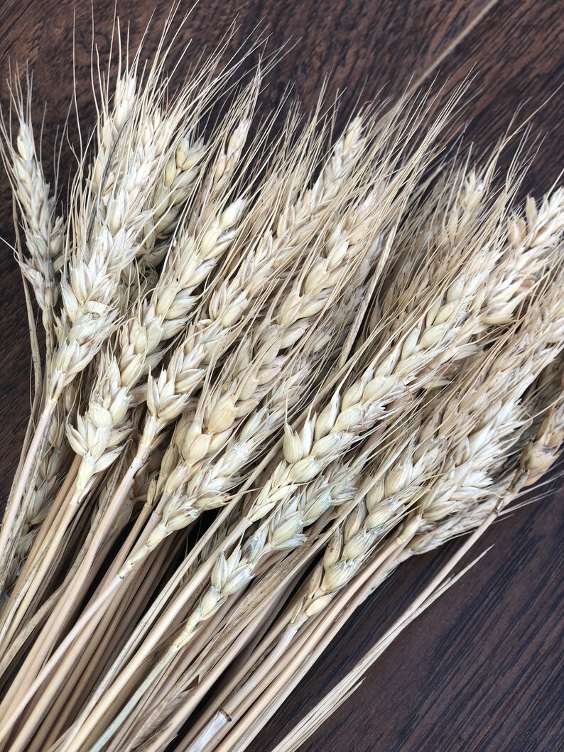 Dried Bearded Wheat Dried Wheat Decorative Wheat Blonde - Etsy