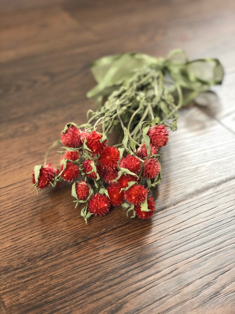 Red Dried Globe Amaranth Bunch Red Dried Gomphrena Bunch Red | Etsy