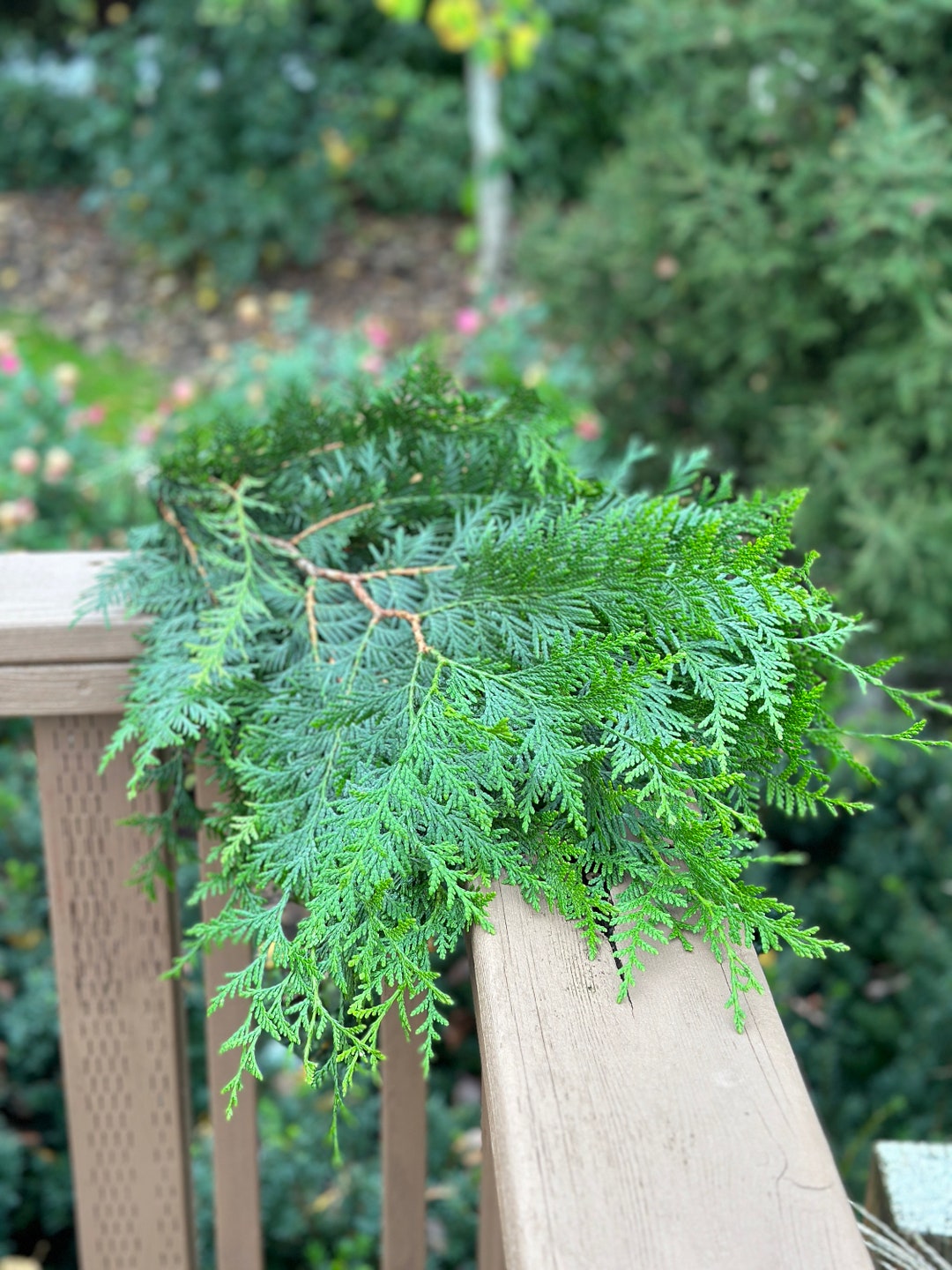 Fresh Western Cedar Branches, Fresh Cedar Cuttings, Fresh Evergreens ...