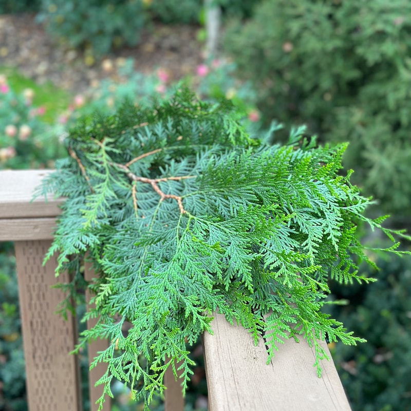 Fresh Evergreen Cuttings - Etsy
