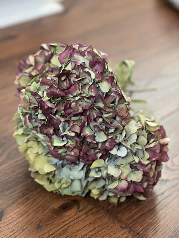 Dried Hydrangea Stems Dried Hydrangeas Hydrangea Macrophyla - Etsy