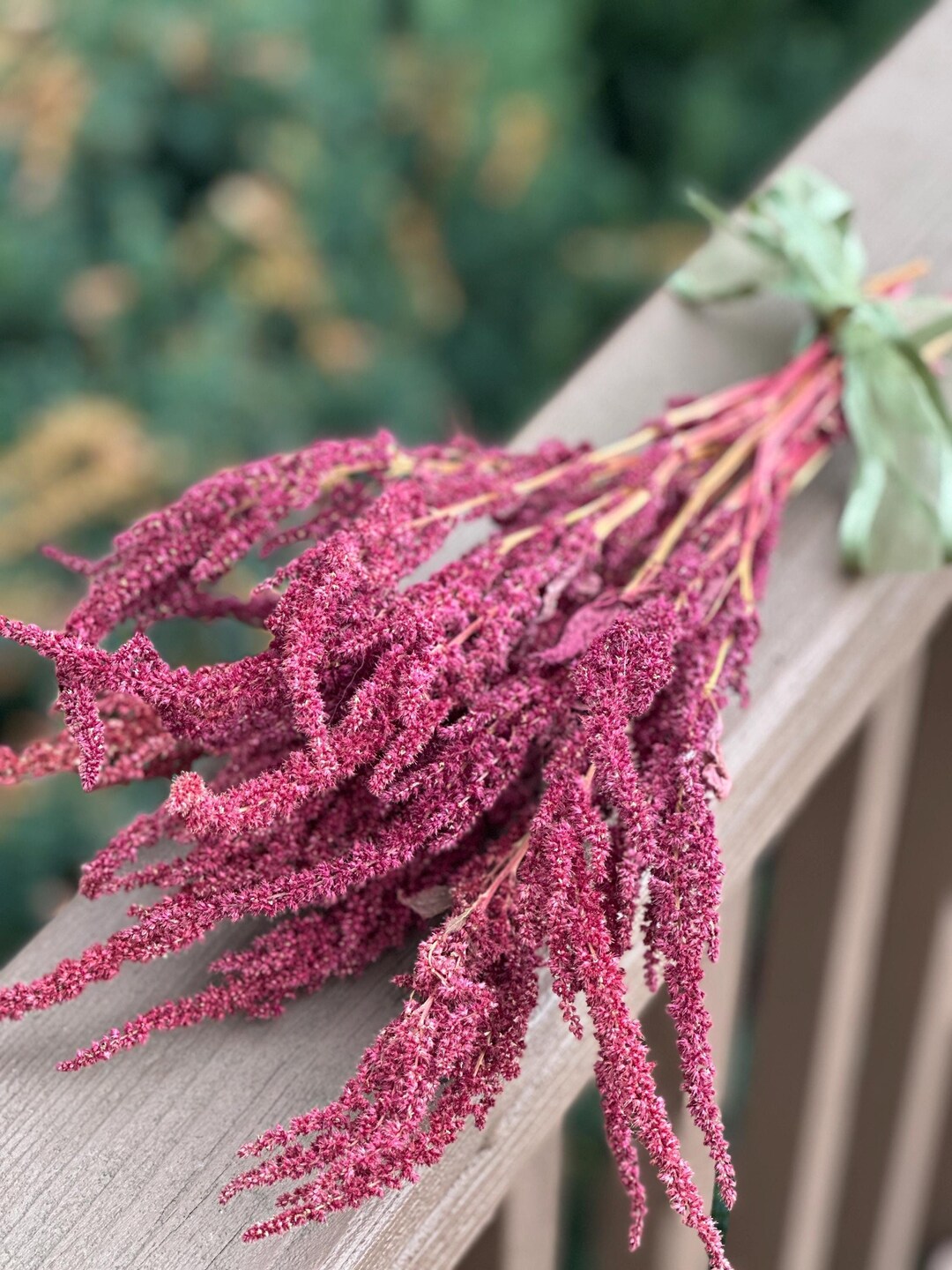 Dried Burgundy Amaranth Short Stems, Dried Purple Amaranthus, Dried ...