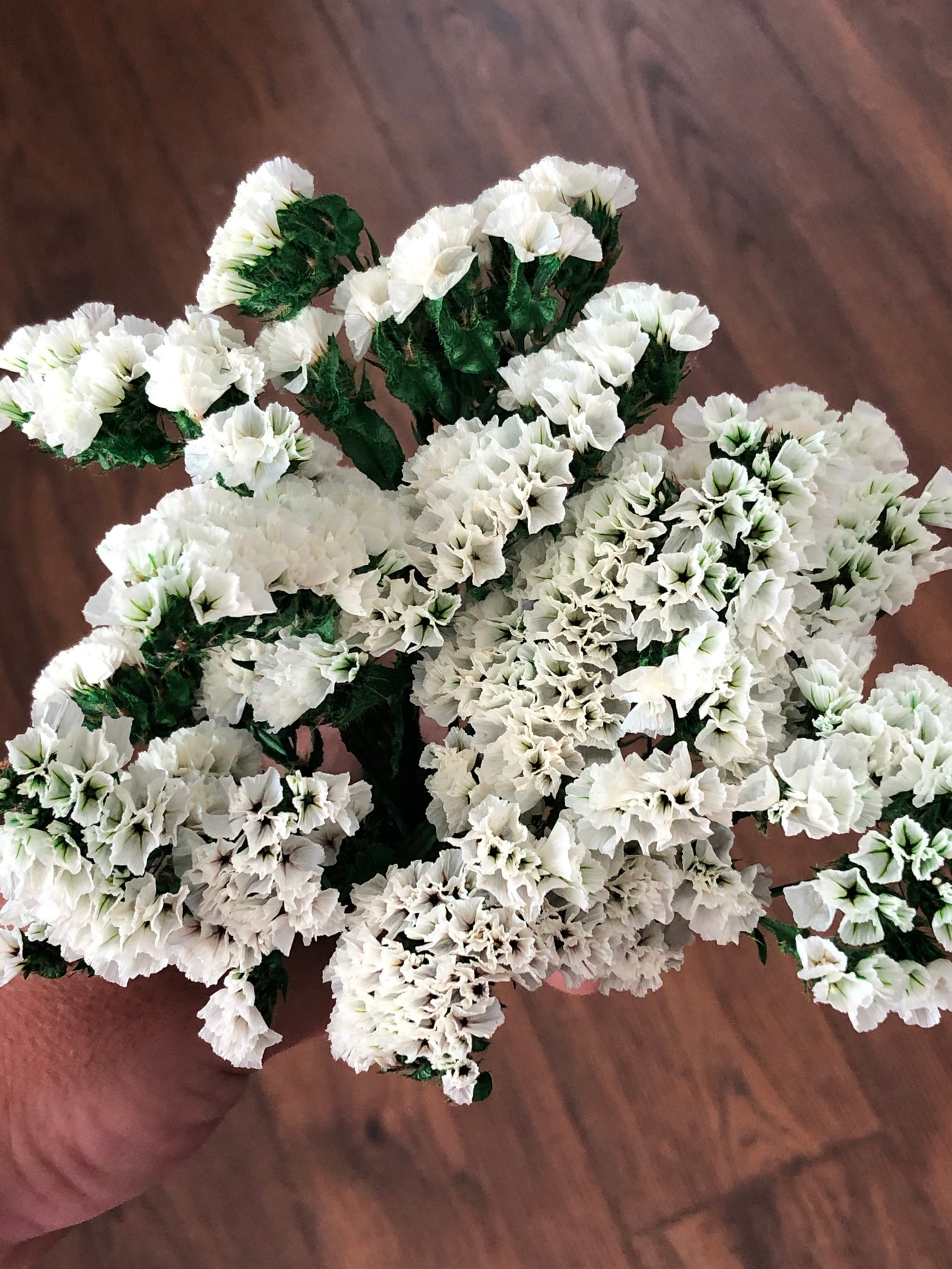 White Preserved Statice Short Stems for Crafting Crowns - Etsy