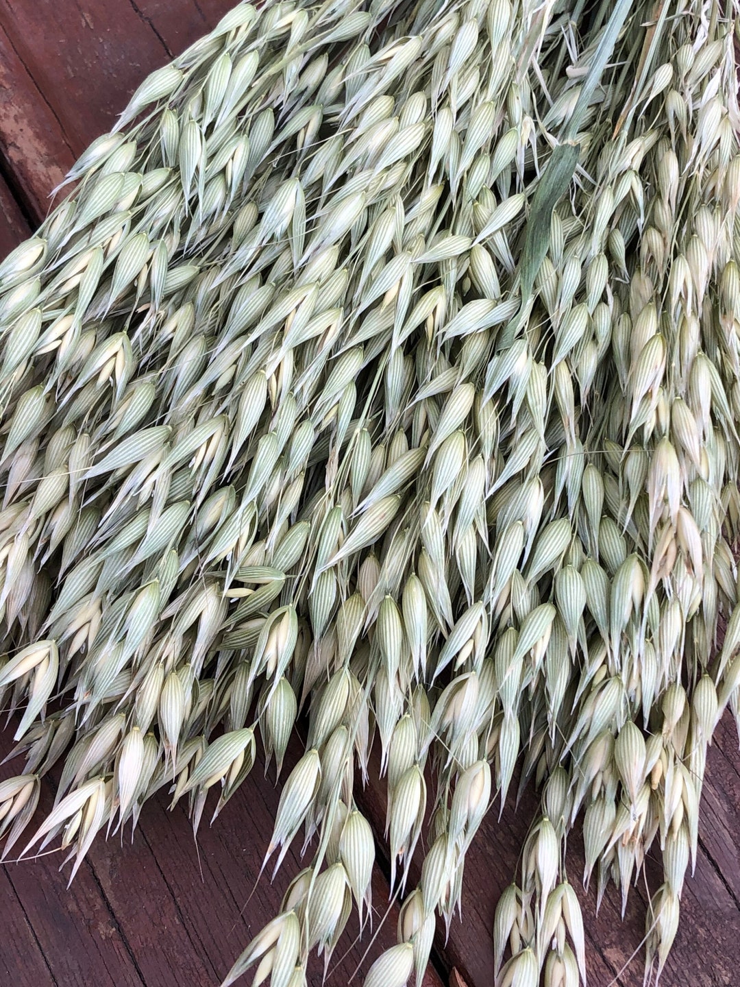 Dried Avena Oats, 2024 Crop Natural Avena Oats, Green Aveena Oats, Dry ...