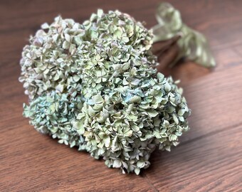 Dried Hydrangea Stems Dried Hydrangeas Hydrangea Macrophyla - Etsy