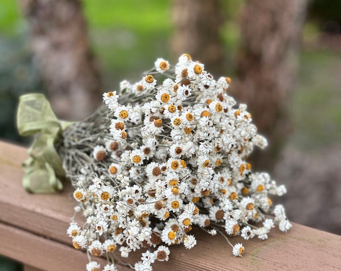 Dried Daisy Bunch, 2024 Crop Winged Everlasting, Dried Ammobium Bunch ...