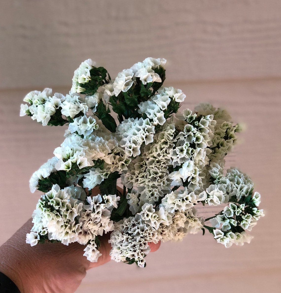 White Preserved Statice Short Stems for Crafting Crowns - Etsy