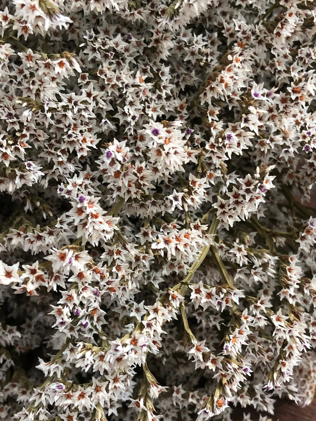 2024 Crop Dried German Statice Bunch, White Dried Flowers, Dry Flowers ...
