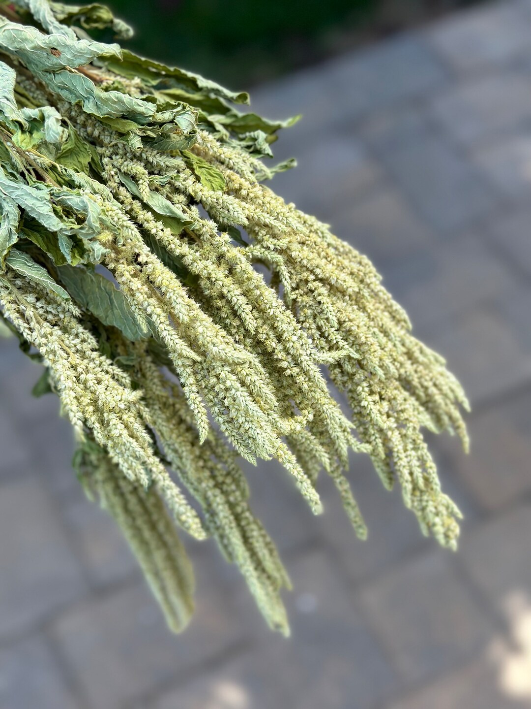 Natural Dried Trailing Amaranthus, Hanging Amaranthus, Trailing ...