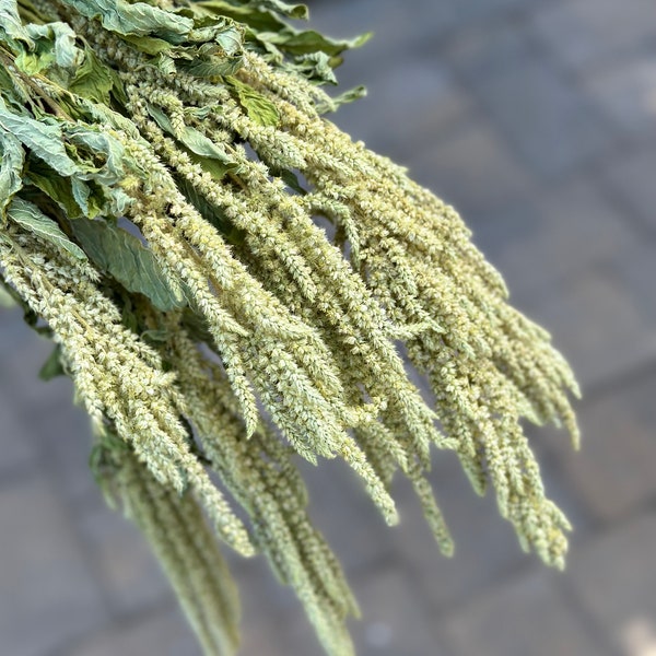 Dried Amaranthus - Etsy