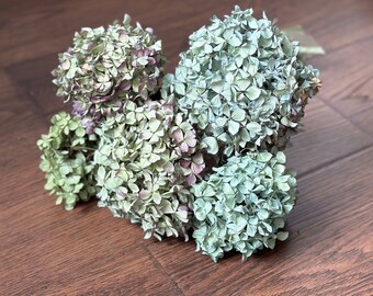 Dried Hydrangea Stems Dried Hydrangeas Hydrangea Macrophyla - Etsy