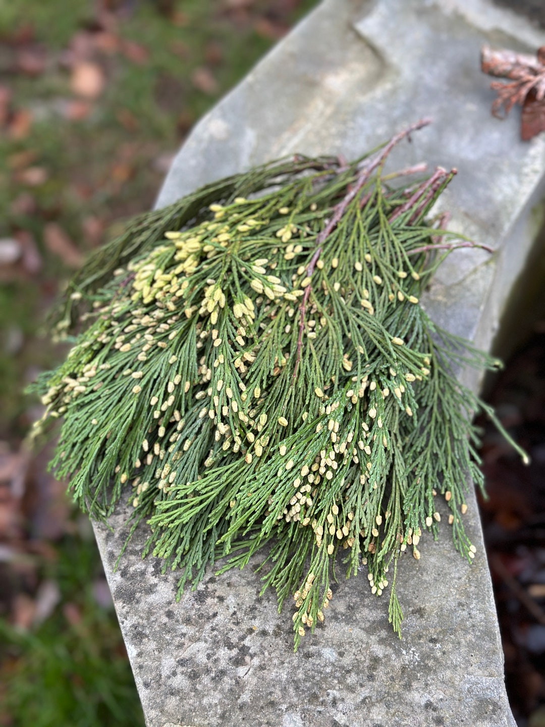 Fresh Incense Cedar Tips, Budded Cedar Tips, Fresh Cedar Cuttings ...