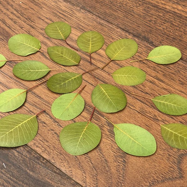 Pressed Leaves - Etsy