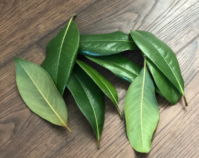 Bunch of 25 Fresh Magnolia Leaves to Be Used as Place Cards / Escort ...