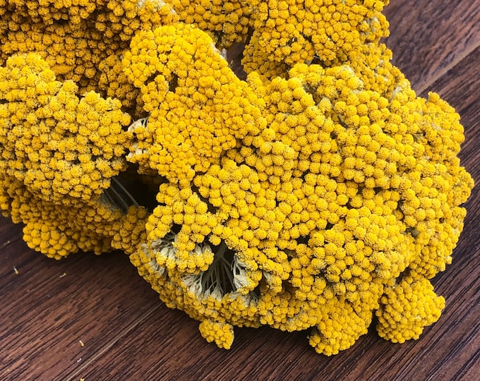 Dried Gold Yarrow, Dried Yellow Yarrow Bunch, Gold Flowers, Yellow ...