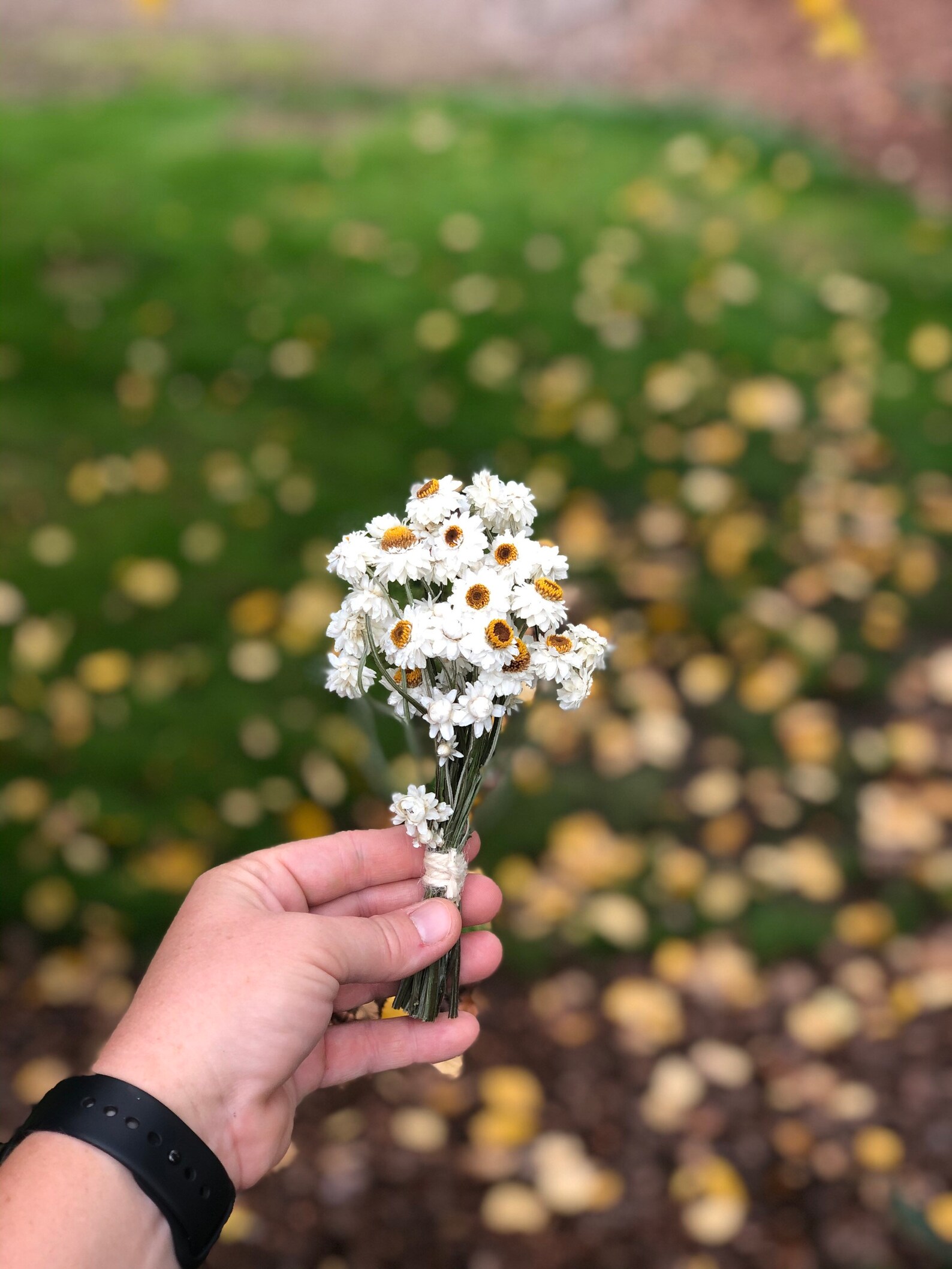 Dried Ammobium Mini Bouquet Dried Mini Daisy Bouquet Gift | Etsy