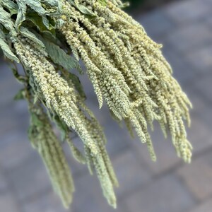 Natural Dried Trailing Amaranthus, Hanging Amaranthus, Trailing ...