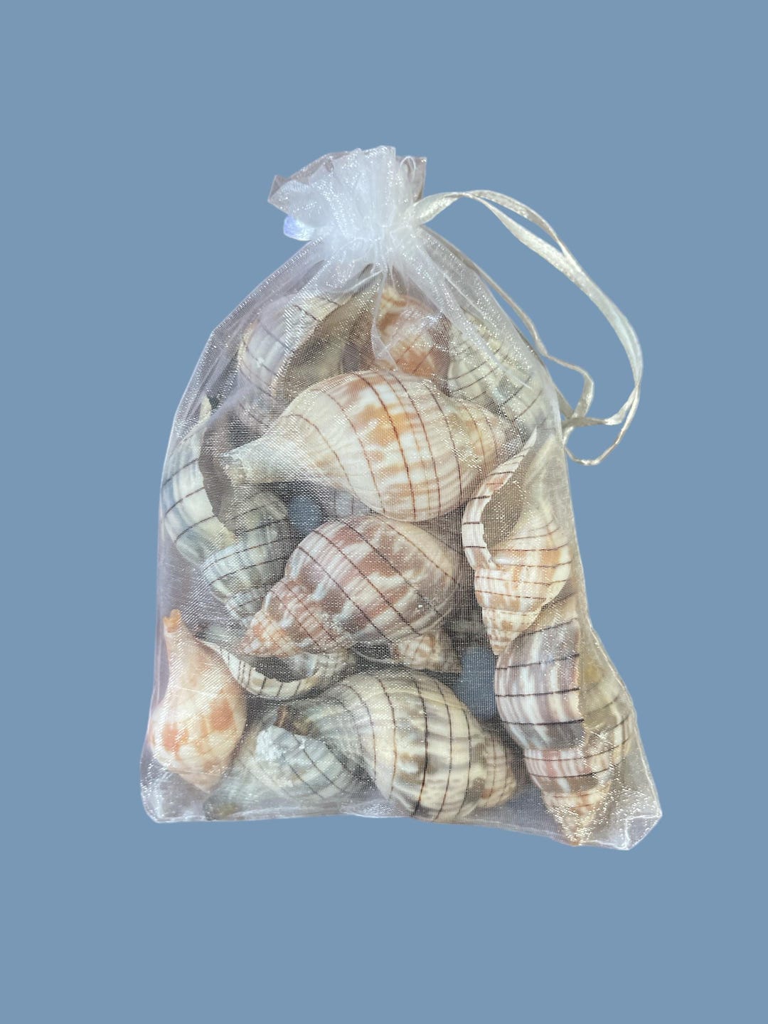 Banded Tulip Shell: Natural Spiral Shell Decor for Crafts, Centerpieces ...