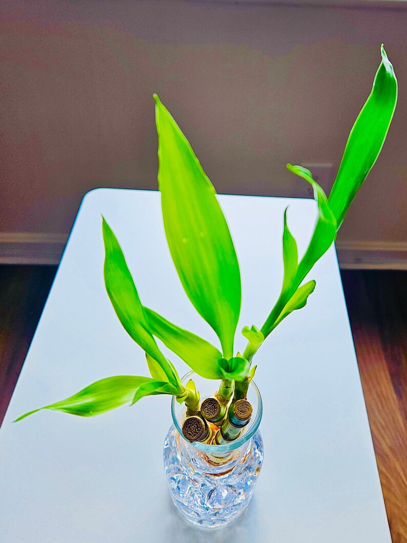 Lucky Bamboo 3 Stalks Arrangement Live Indoor Plant for - Etsy
