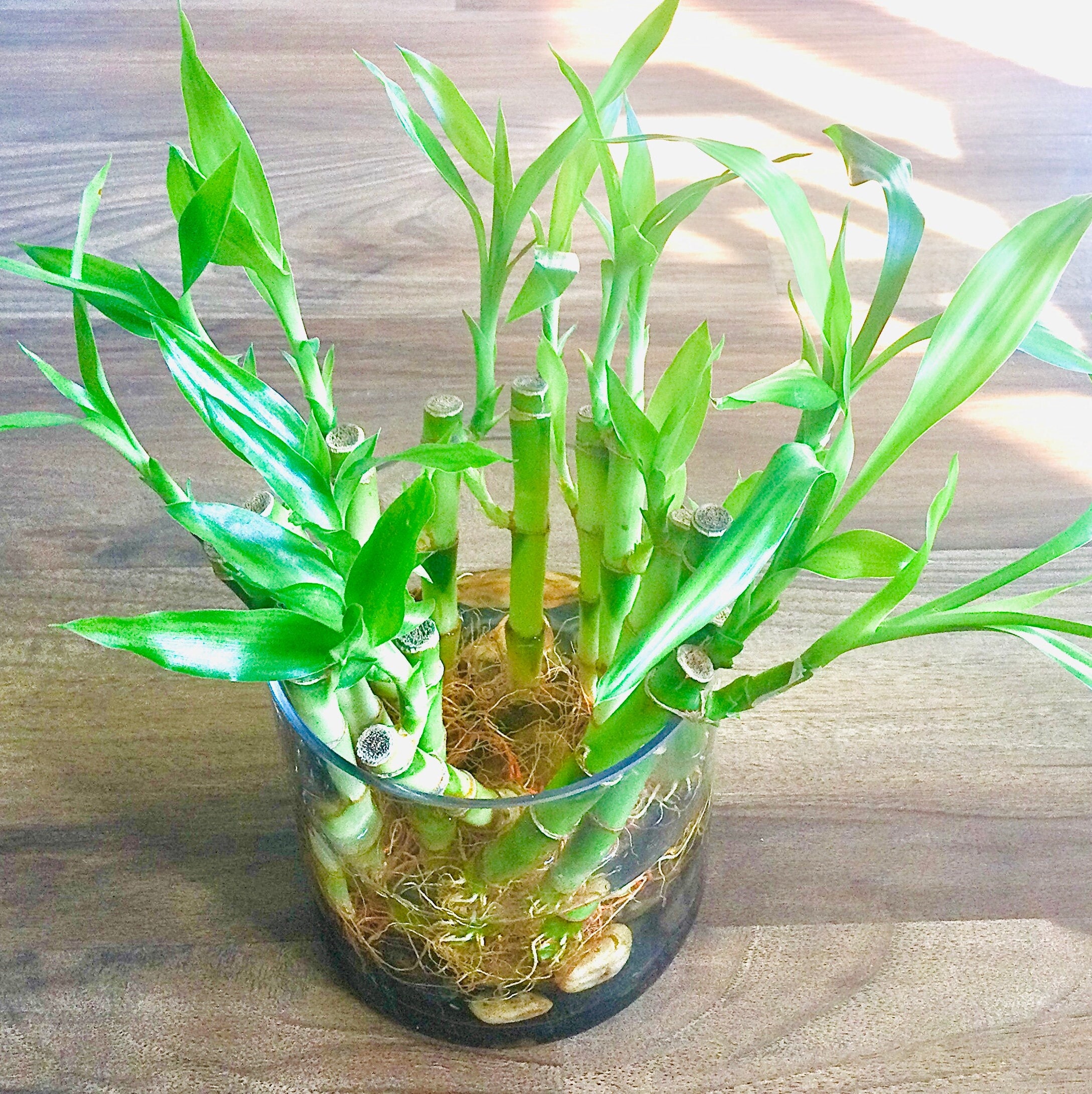 Lucky Bamboo 3 Stalks Arrangement, Live Indoor Plant for Meditation and ...