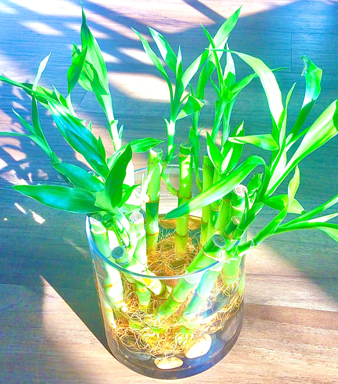 Lucky Bamboo 3 Stalks Arrangement, Live Indoor Plant for Meditation and ...