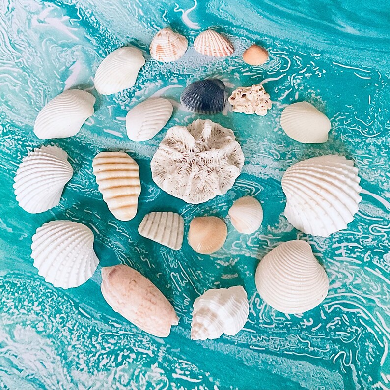 20 Pieces Natural Atlantic Ocean Shells and Corals for Unique - Etsy