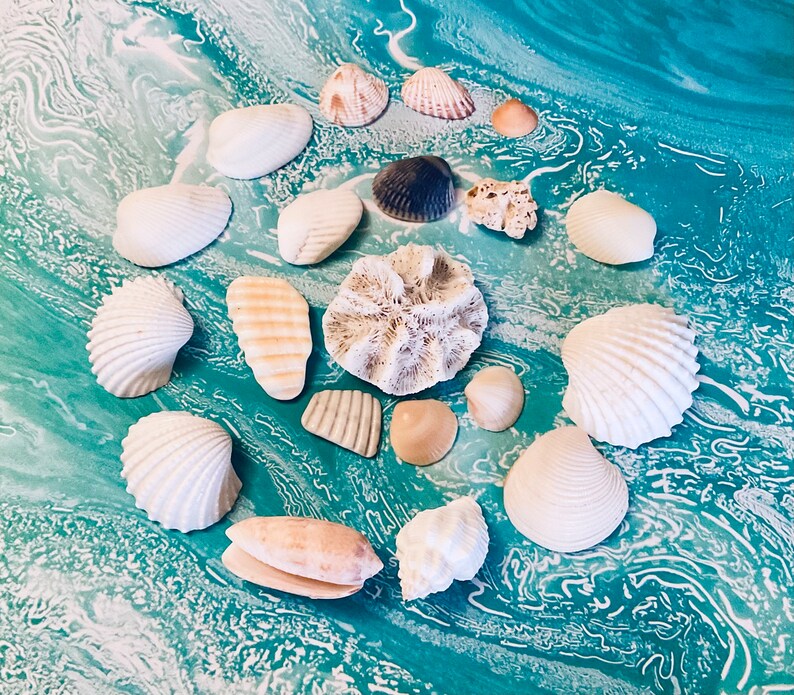 20 Pieces Natural Atlantic Ocean Shells and Corals for Unique - Etsy