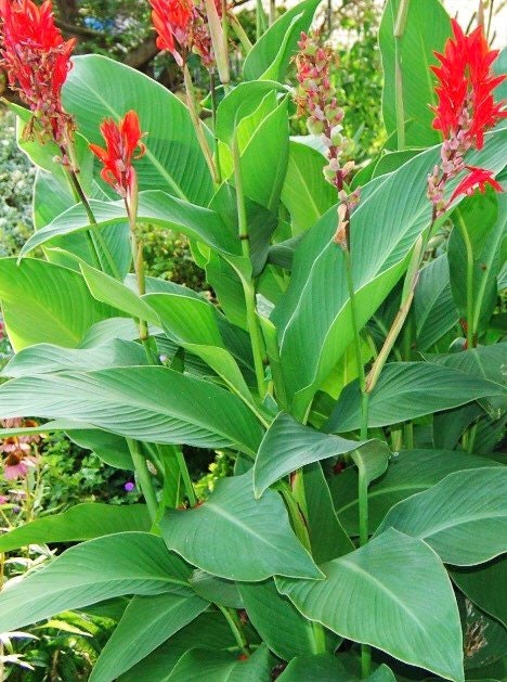 Red Orchid Canna Lily/rhizome Rare Plants Beautiful Orchid - Etsy