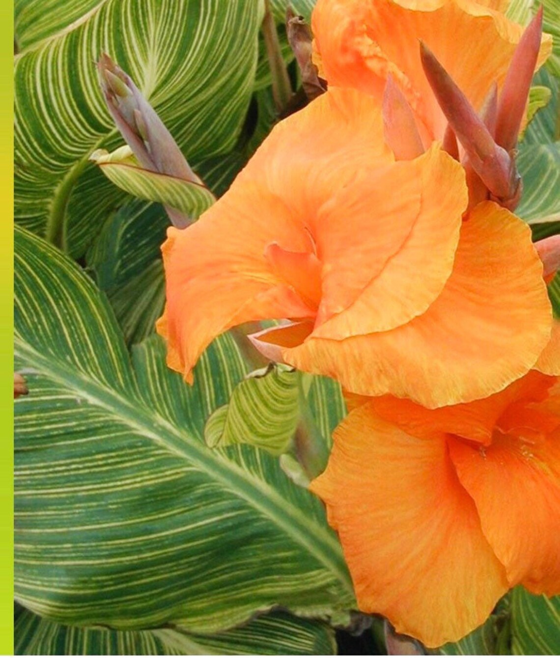 Pretoria Variegated Canna Lily - Rhizome/bulb *stunning Foliage ...