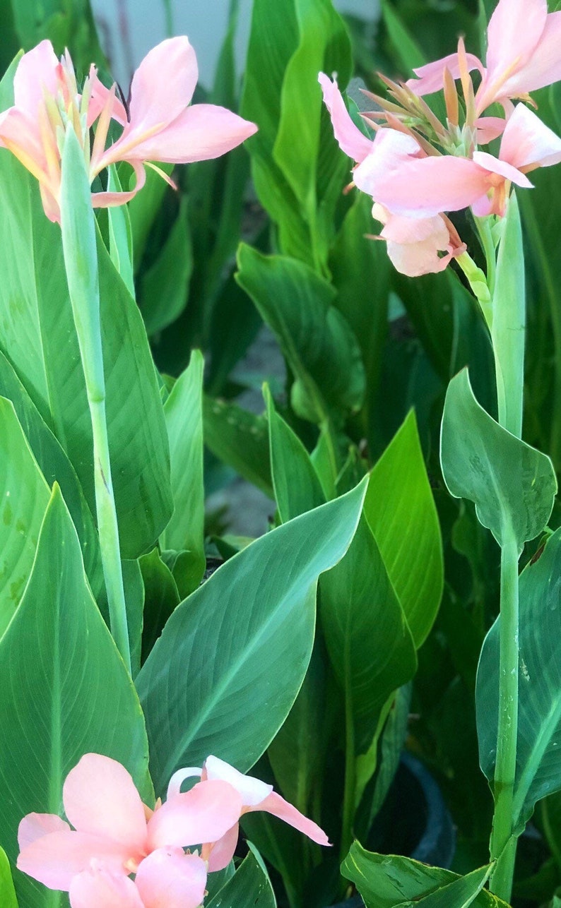 Canna Thai Bulb/rhizome Special Very Rare Plantsbeautiful - Etsy