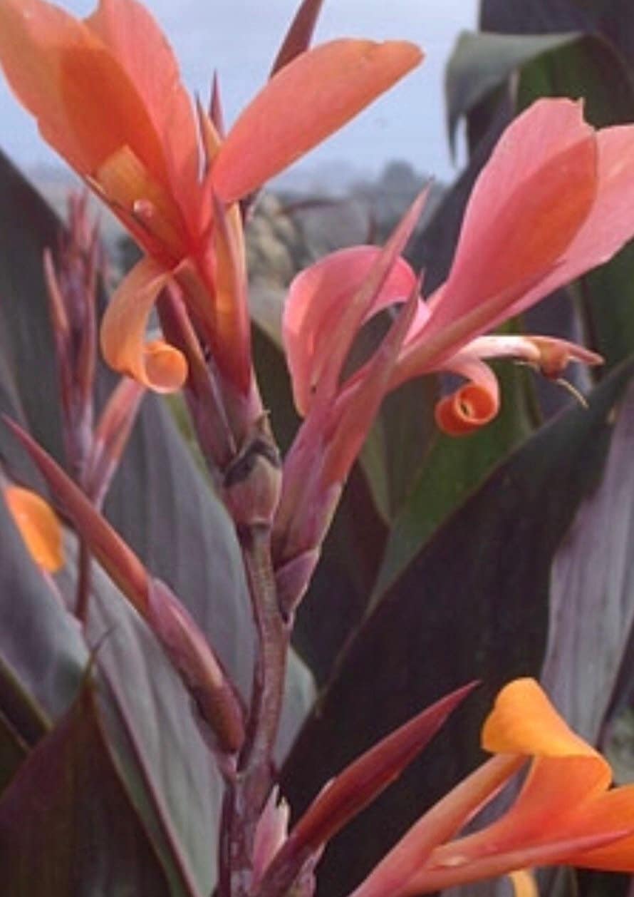 Variegated Canna Lily Intrigue Bulb/rhizome! Rare Plant! Beautiful ...