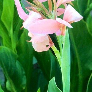 Canna Thai Bulb/rhizome Special! Very Rare Plants!beautiful Soft Creamy ...