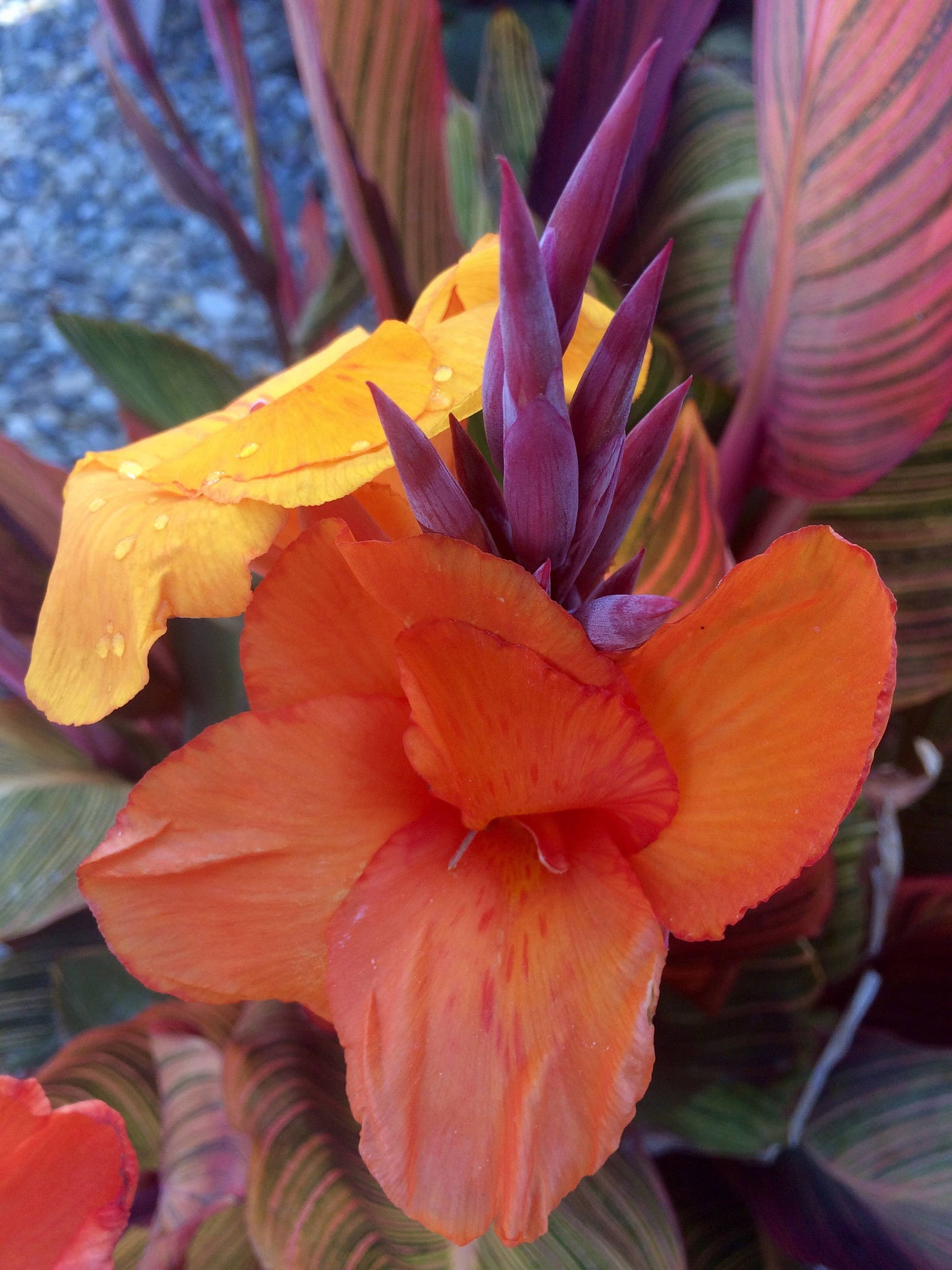 Canna Lily Tropicanna Variegated/aka Phasion Rhizome/bulb - Etsy
