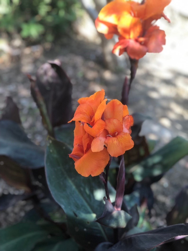 Exotic variegated Canna Lily Orange Chocolate Bulb/rhizome | Etsy
