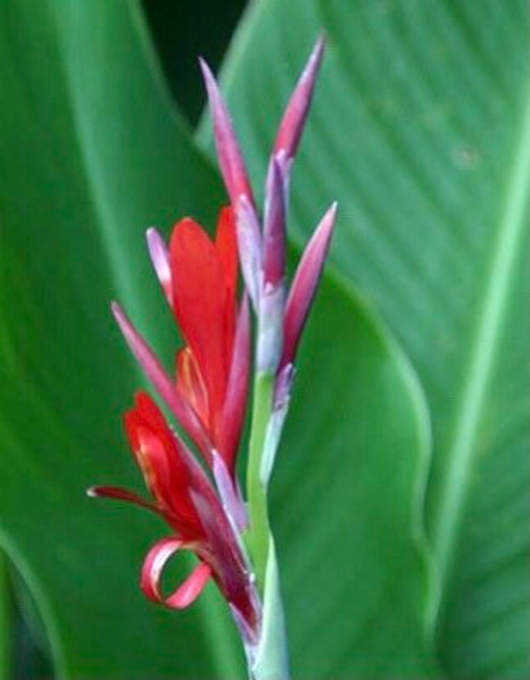 Red Orchid Canna Lily/rhizome! Rare Plants!! Beautiful Orchid Like Red ...
