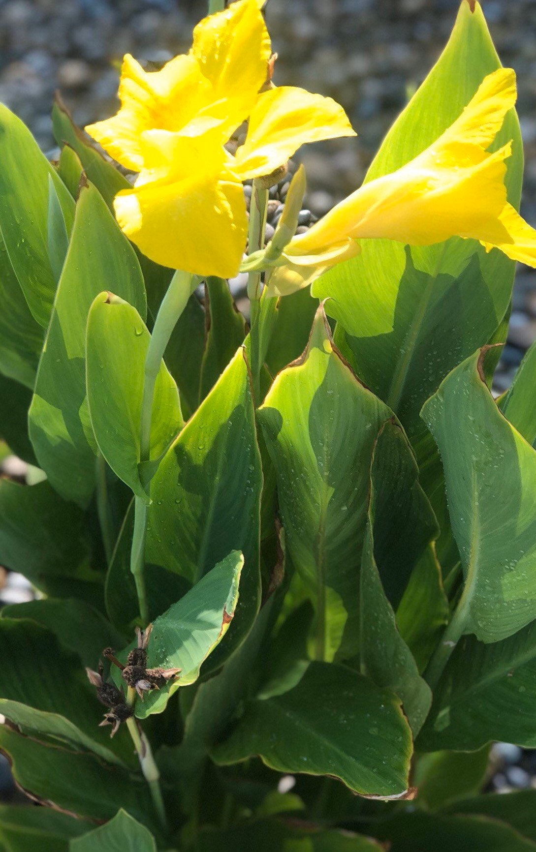 Yellow Canna- Get 1 FREE With 1st Order!! Bulb/ Rhizome- Tropical Rare ...