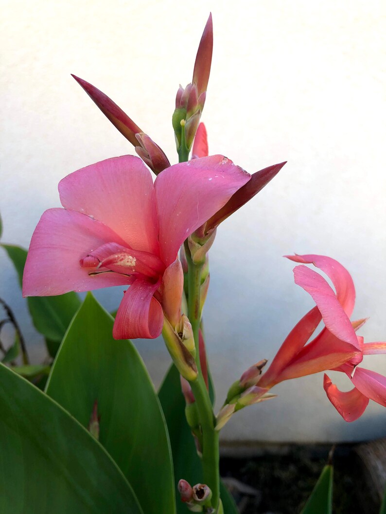 Canna Thai Bulb/rhizome Special Very Rare Plantsbeautiful - Etsy