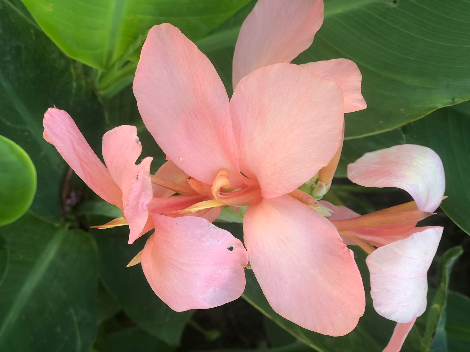 Canna Thai Bulb/rhizome Special! Very Rare Plants!beautiful Soft Creamy ...