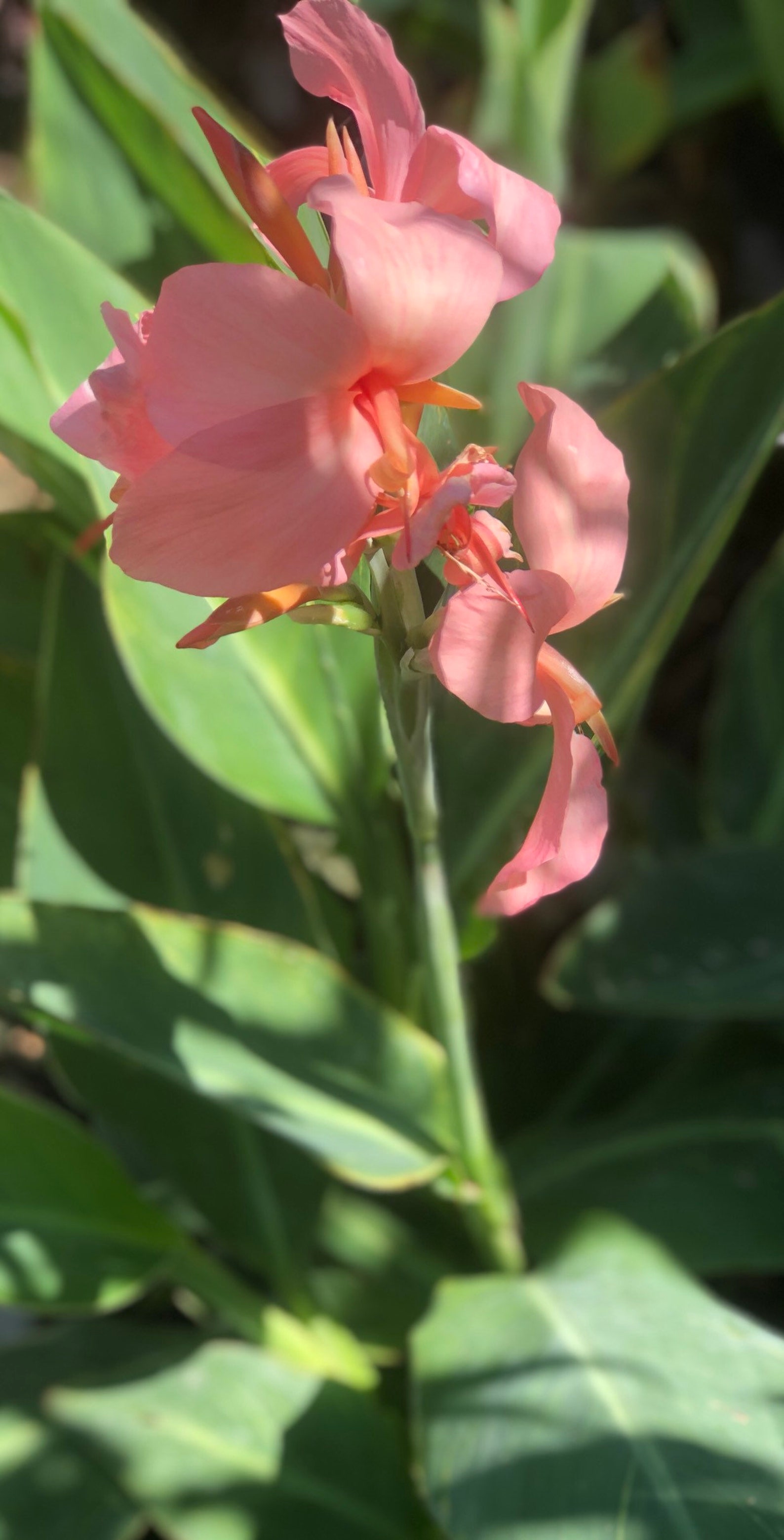 Canna Thai Bulb/rhizome Special Very Rare Plantsbeautiful - Etsy