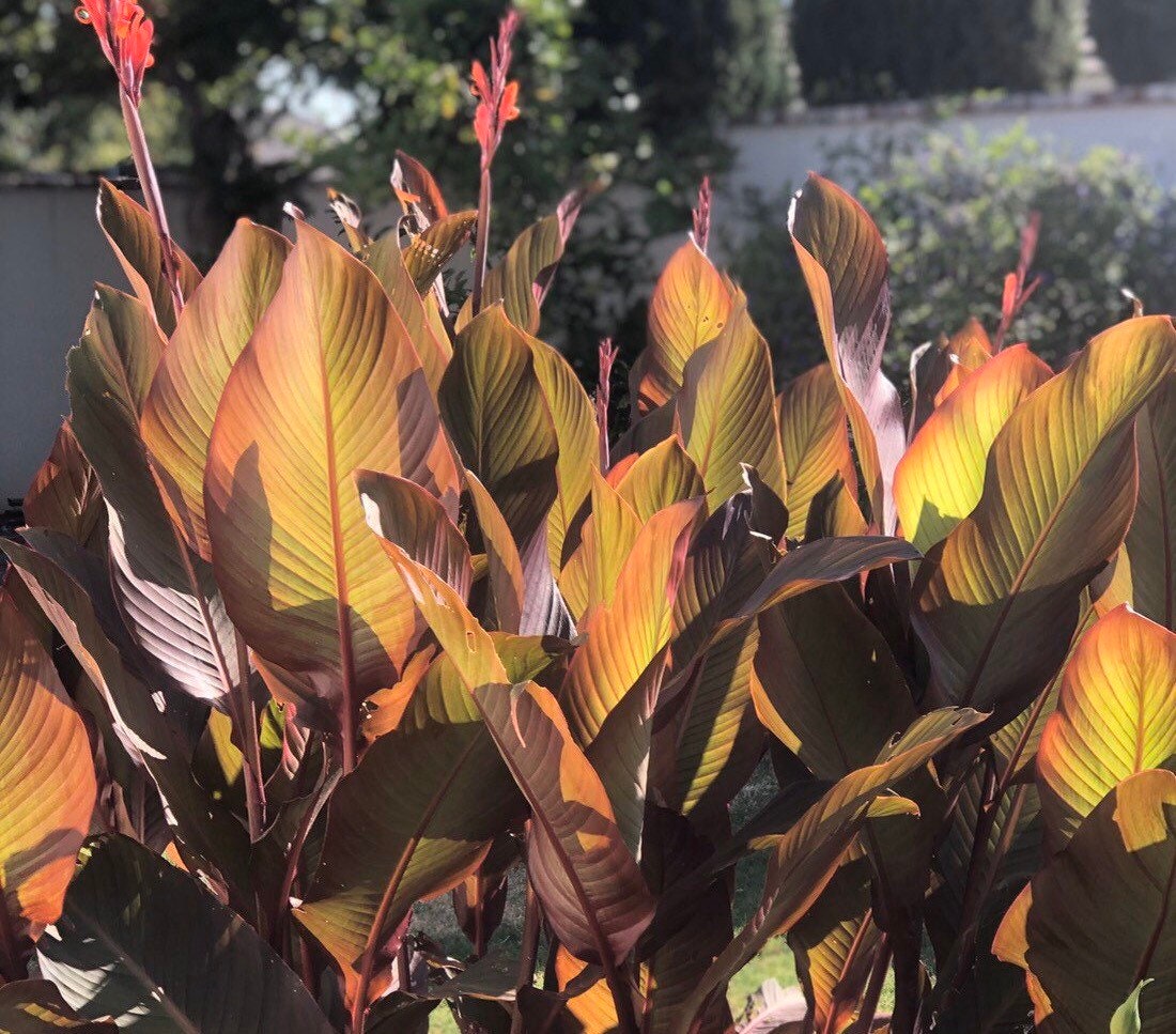 Purpurea Variegated Canna PURPUREA Bulb/ Rhizome,red Flower, Extra Tall ...